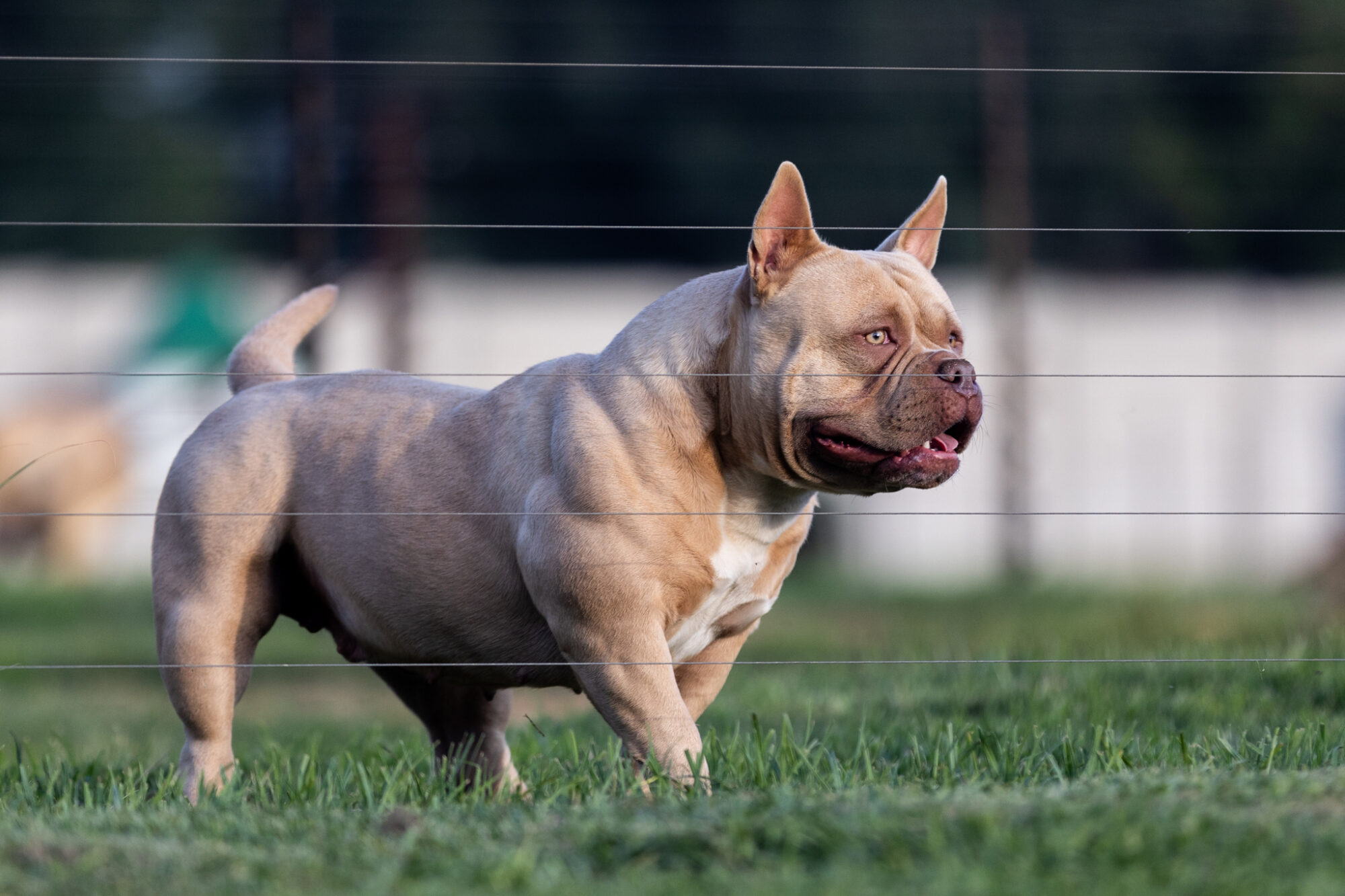 Hugo Bullz Yoda aka Squeak – My Worress Site